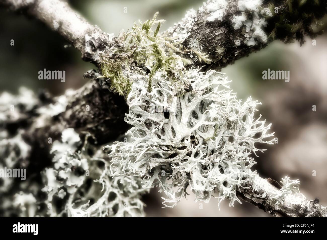 Moss covered tree branch symbolic of patterns and textures in nature ...