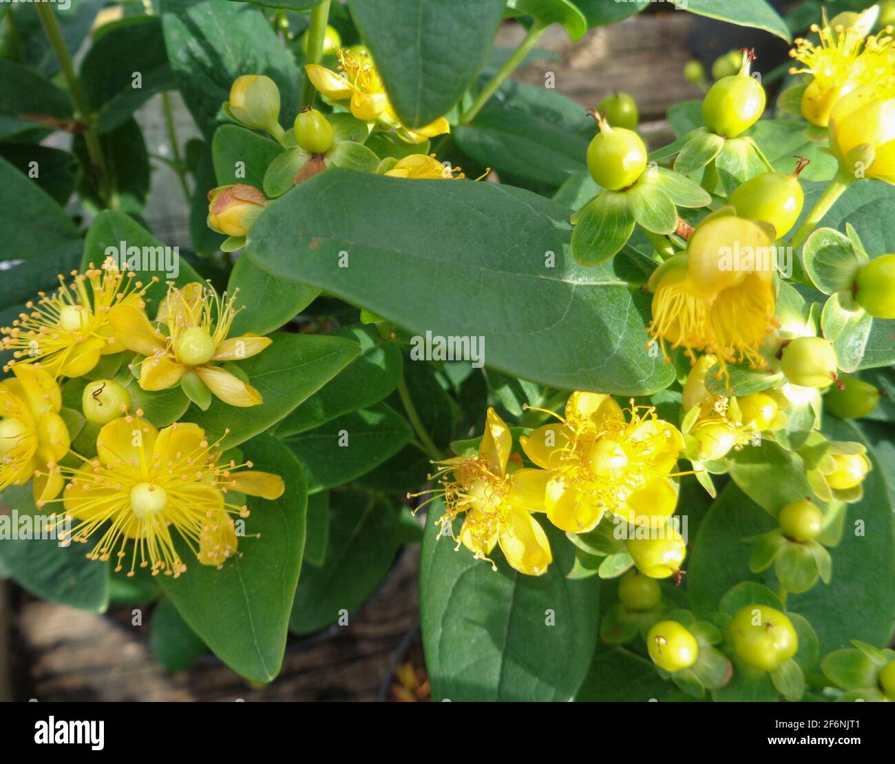 Hypericum × hidcoteense 'Hidcote', St John's wort 'Hidcote', Hypericum ...