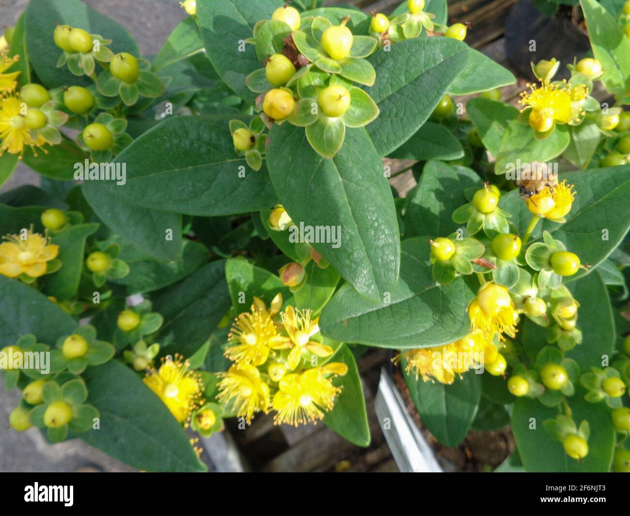 Hypericum × hidcoteense 'Hidcote', St John's wort 'Hidcote', Hypericum ...
