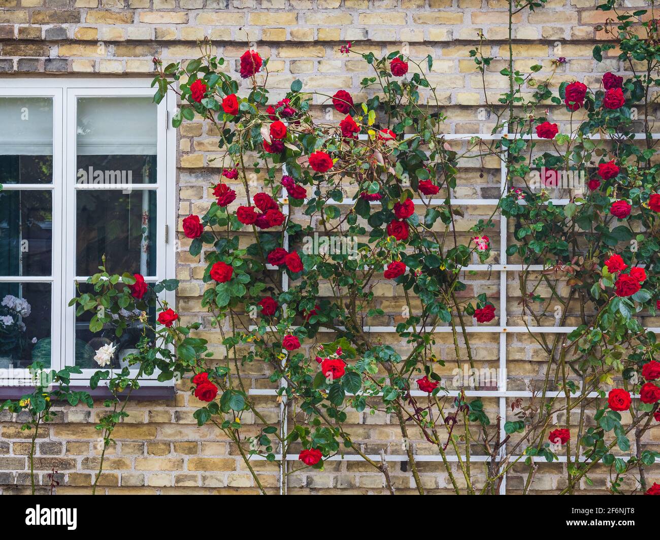Roses growing up the wall of a house Stock Photo - Alamy