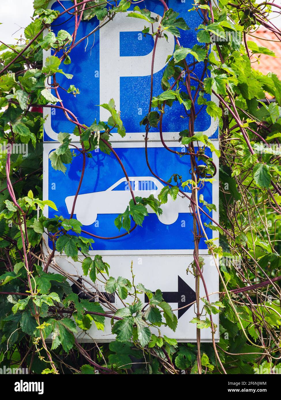 Parking sign being overgrown by green plant Stock Photo - Alamy