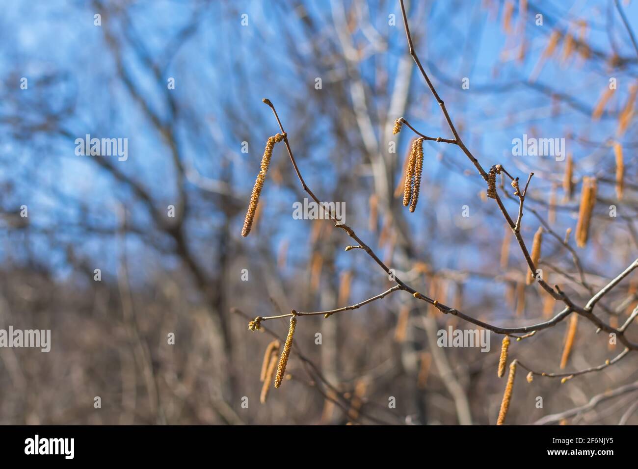 Birch tree without leaves hi-res stock photography and images - Alamy