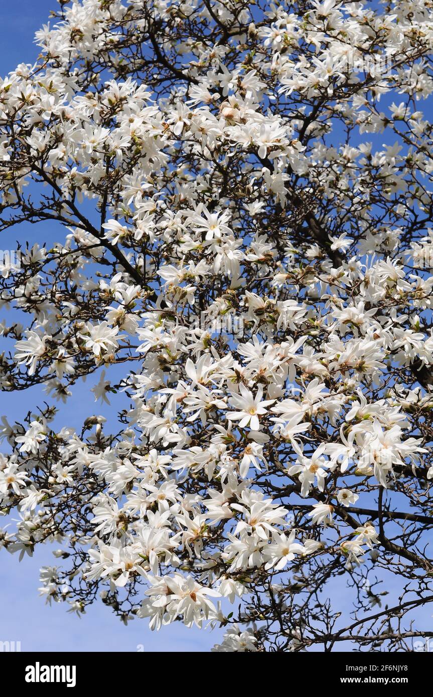 White magnolia tree flowers background against the sky Stock Photo - Alamy