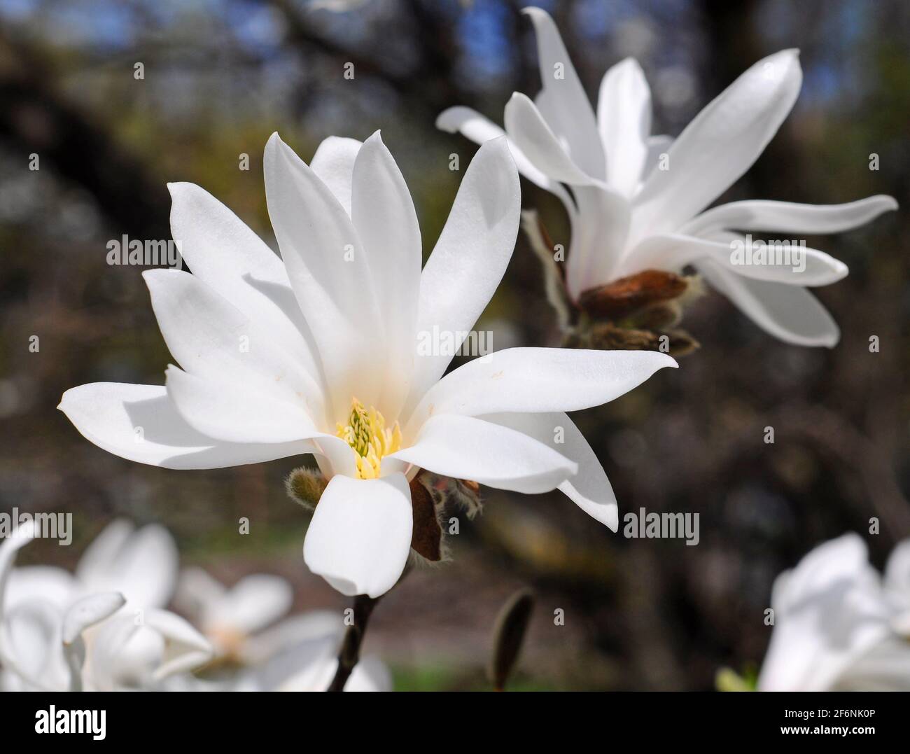 White magnolia tree flowers background against the sky Stock Photo - Alamy