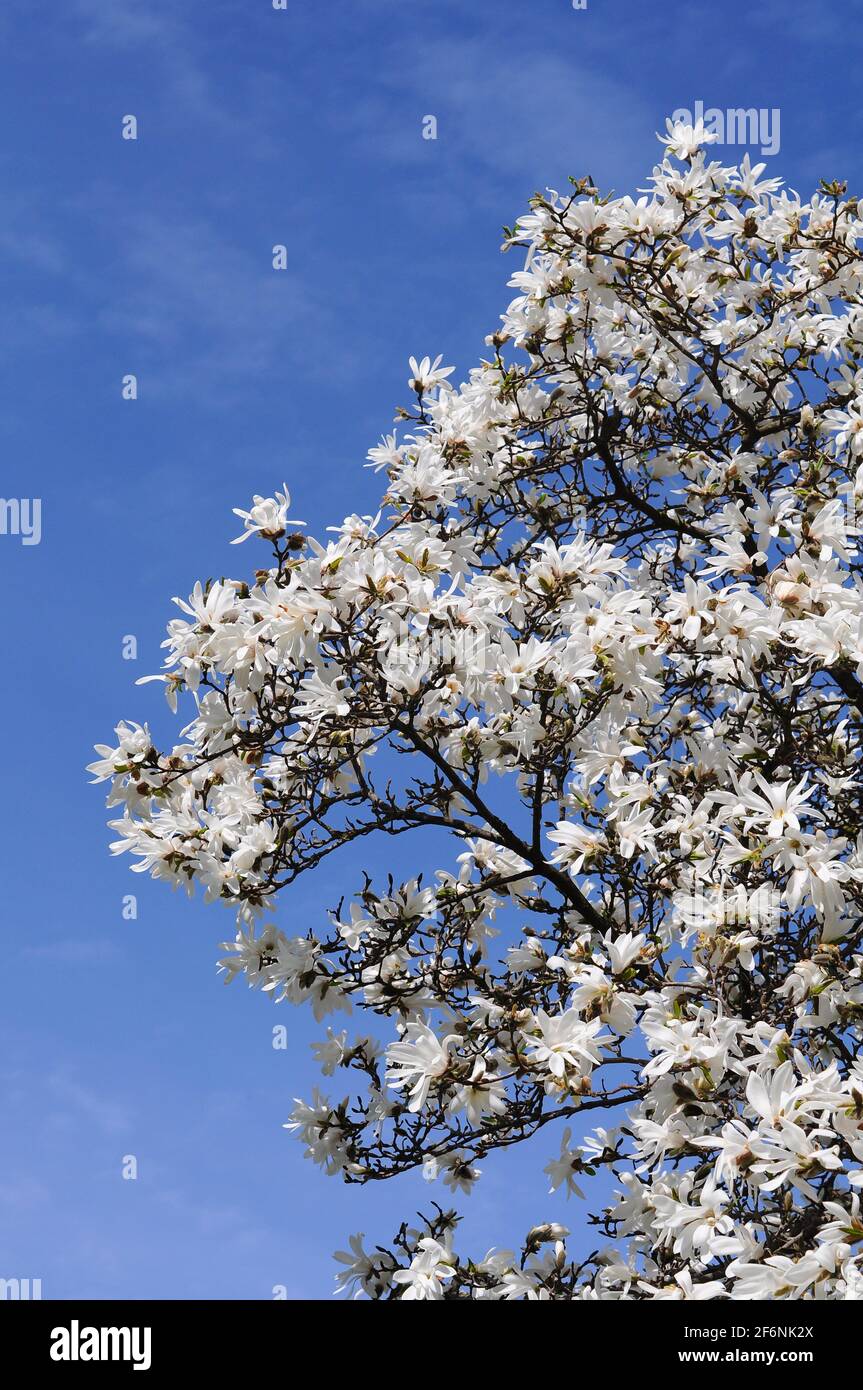 White magnolia tree flowers background against the sky Stock Photo - Alamy