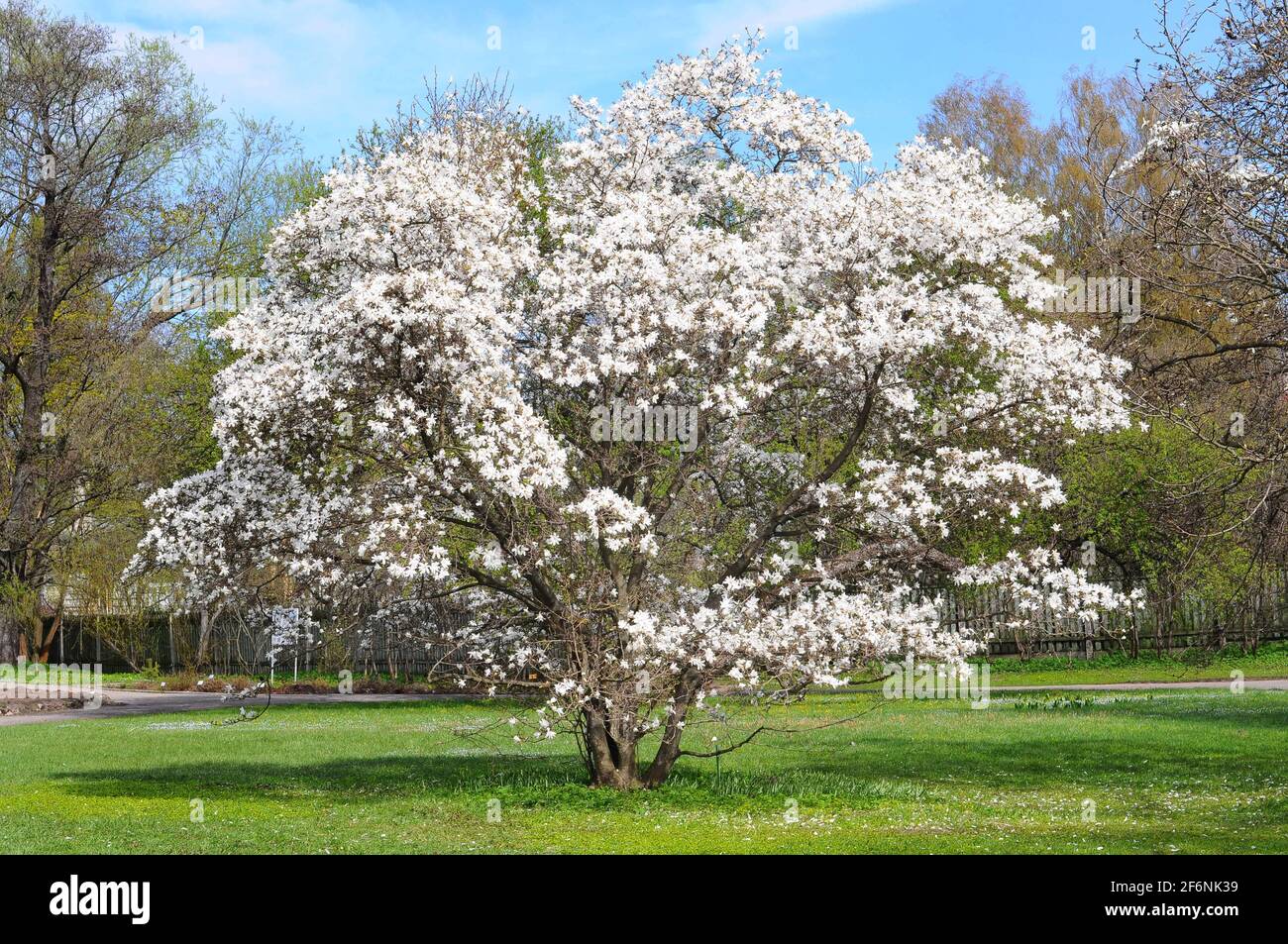 White magnolia tree with flowers background on the park Stock Photo - Alamy
