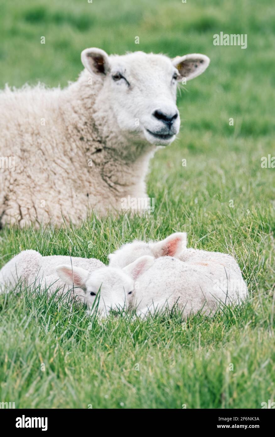 Mother and her spring lambs grazing in the fields around Chastleton ...