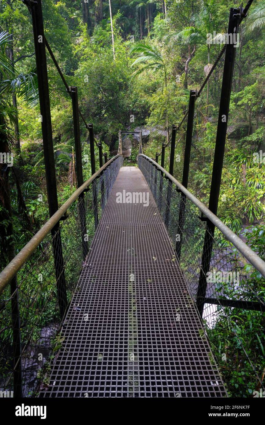 bridge in the rain forest Stock Photo - Alamy