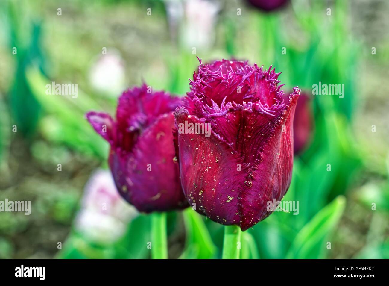 Helios 40 hi-res stock photography and images - Alamy