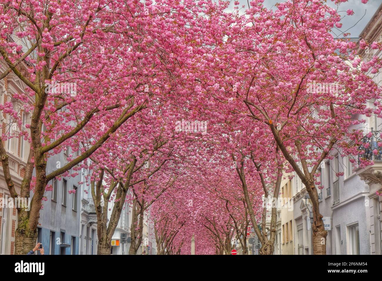 Beautiful cherry blossoms and typical architecture in Bonn Germany ...