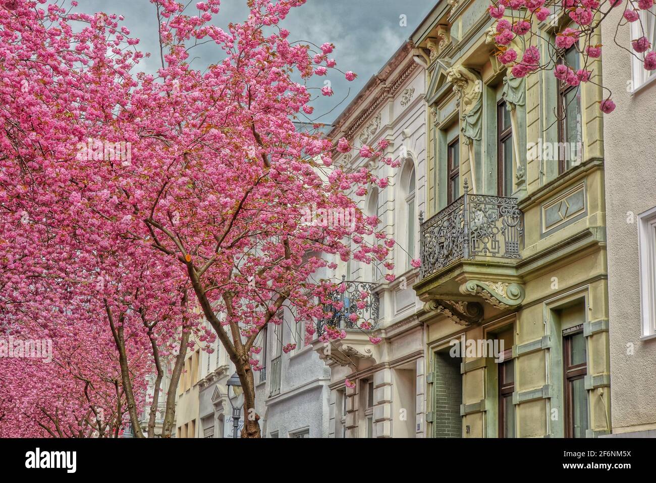 Beautiful cherry blossoms and typical architecture in Bonn Germany ...