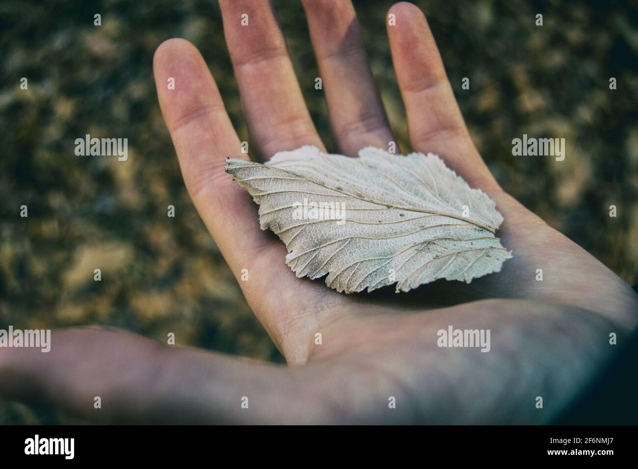 hand of a man holding a fallen leaf from a tree in autumn Stock Photo ...