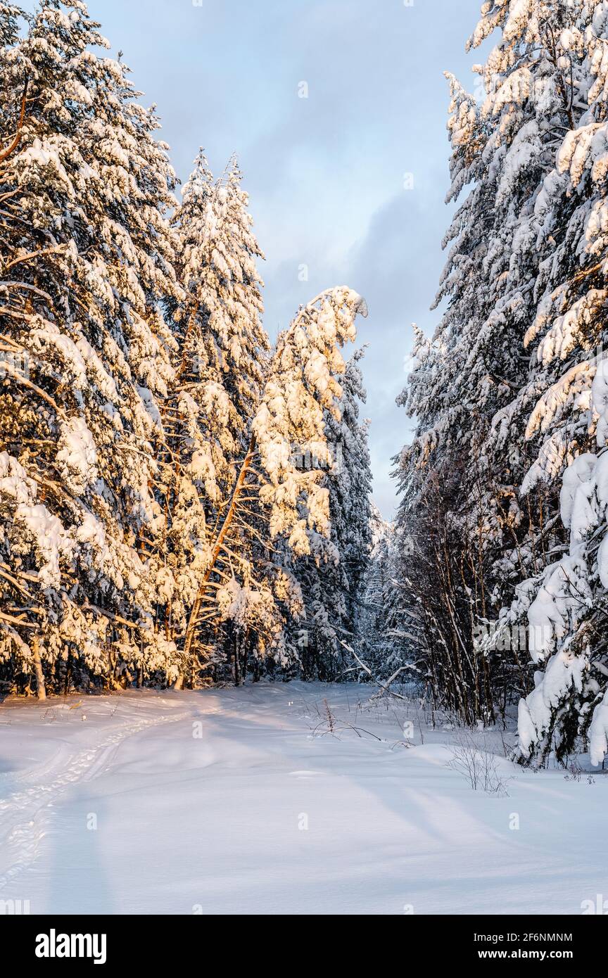 Snowy winter landscape, forest after snowfall, fairytale north nature ...
