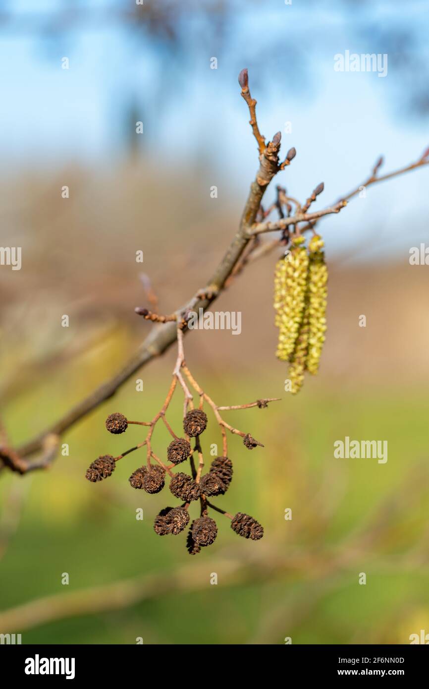 Hazel tree branches hi-res stock photography and images - Alamy