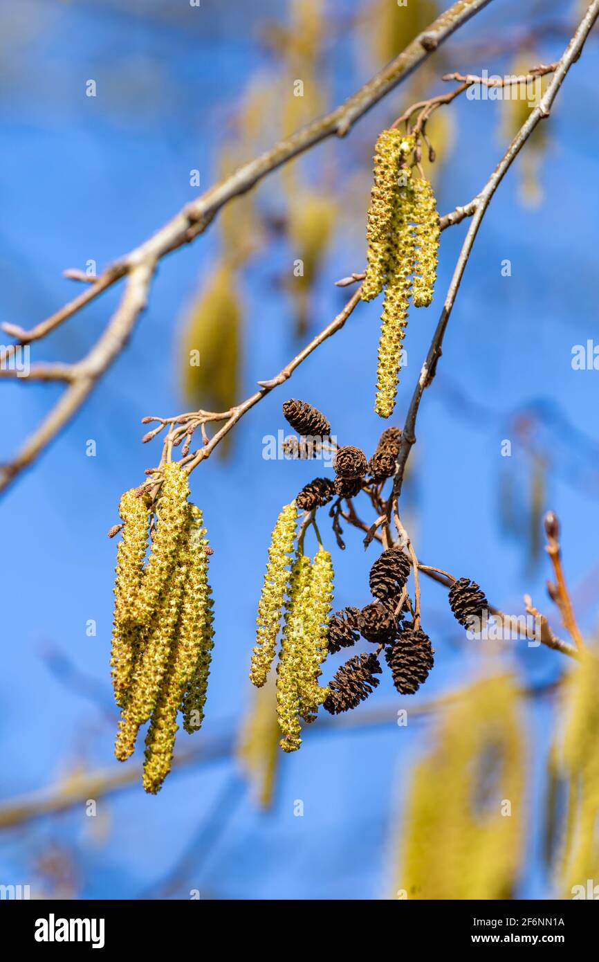 Blooming hazel tree branches during spring season Stock Photo - Alamy