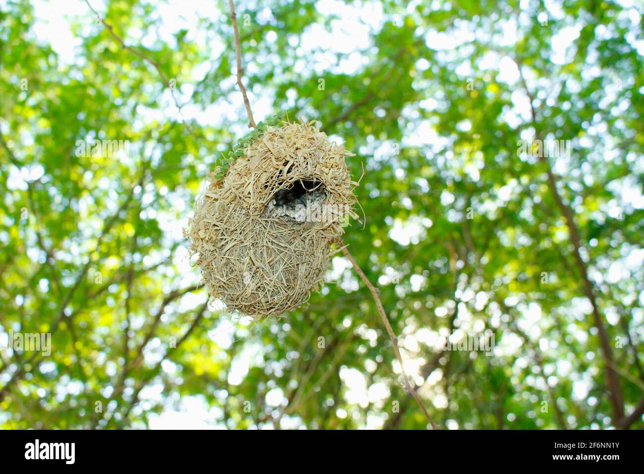 birds on tree branch Stock Photo - Alamy
