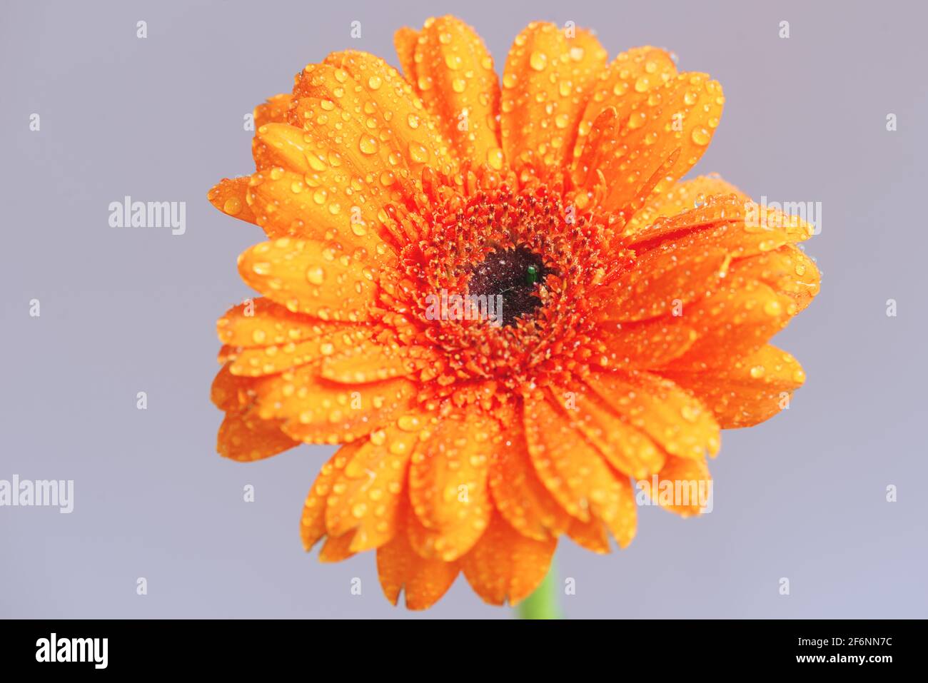 Beautiful orange gerbera on a lilac background Stock Photo - Alamy