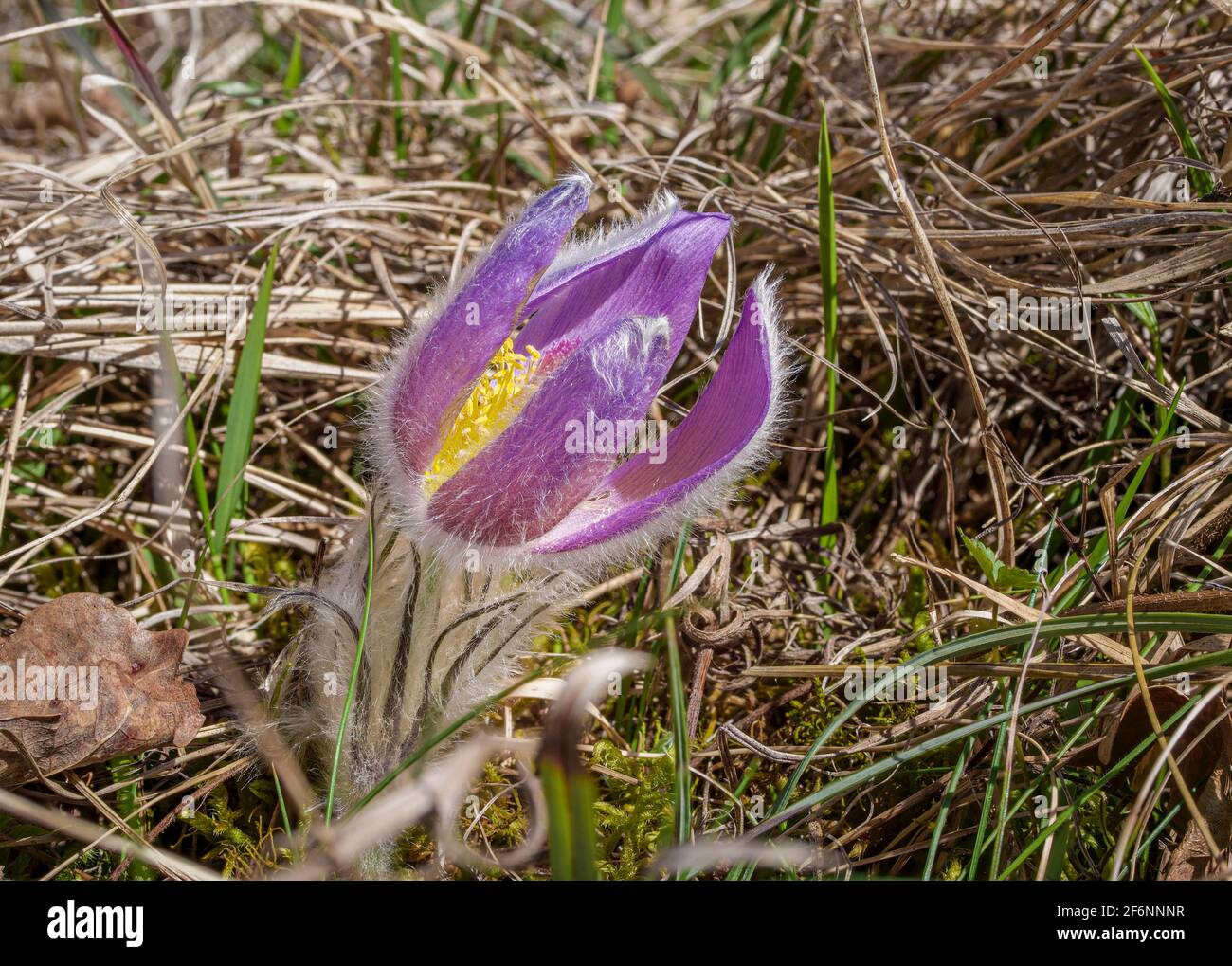 Pasque flower (Pulsatilla vulgaris ), flowering, Bavaria, Germany ...