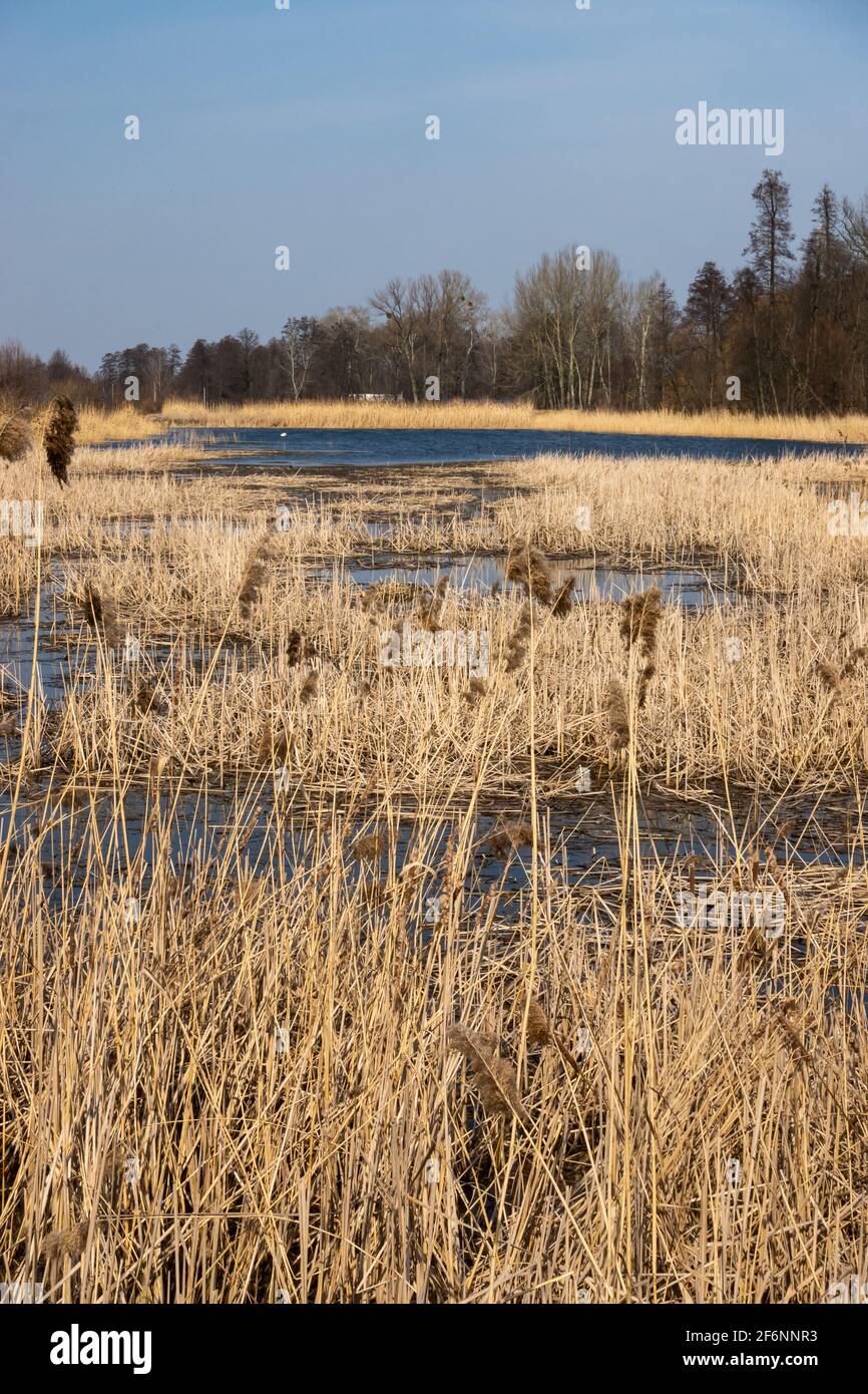 Reed park hi-res stock photography and images - Alamy