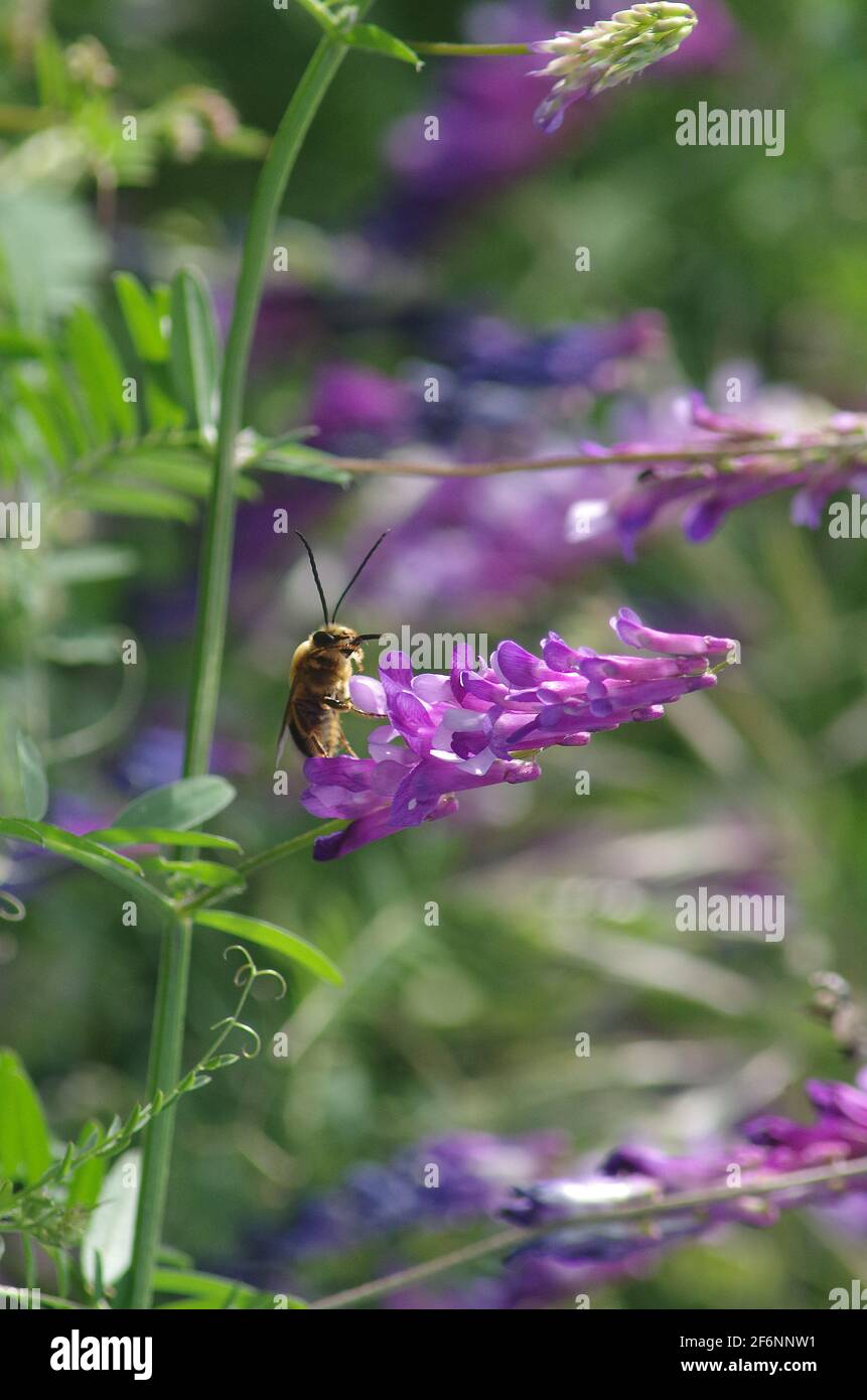 a bee behind a flower looking like an anti aircraft soldier Stock Photo ...