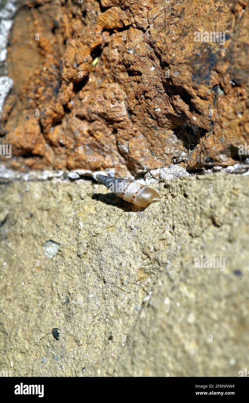 Shell standing hi-res stock photography and images - Alamy