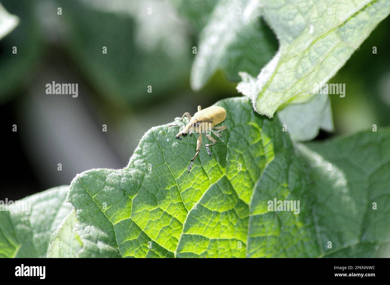 Standing on a leaf hi-res stock photography and images - Alamy