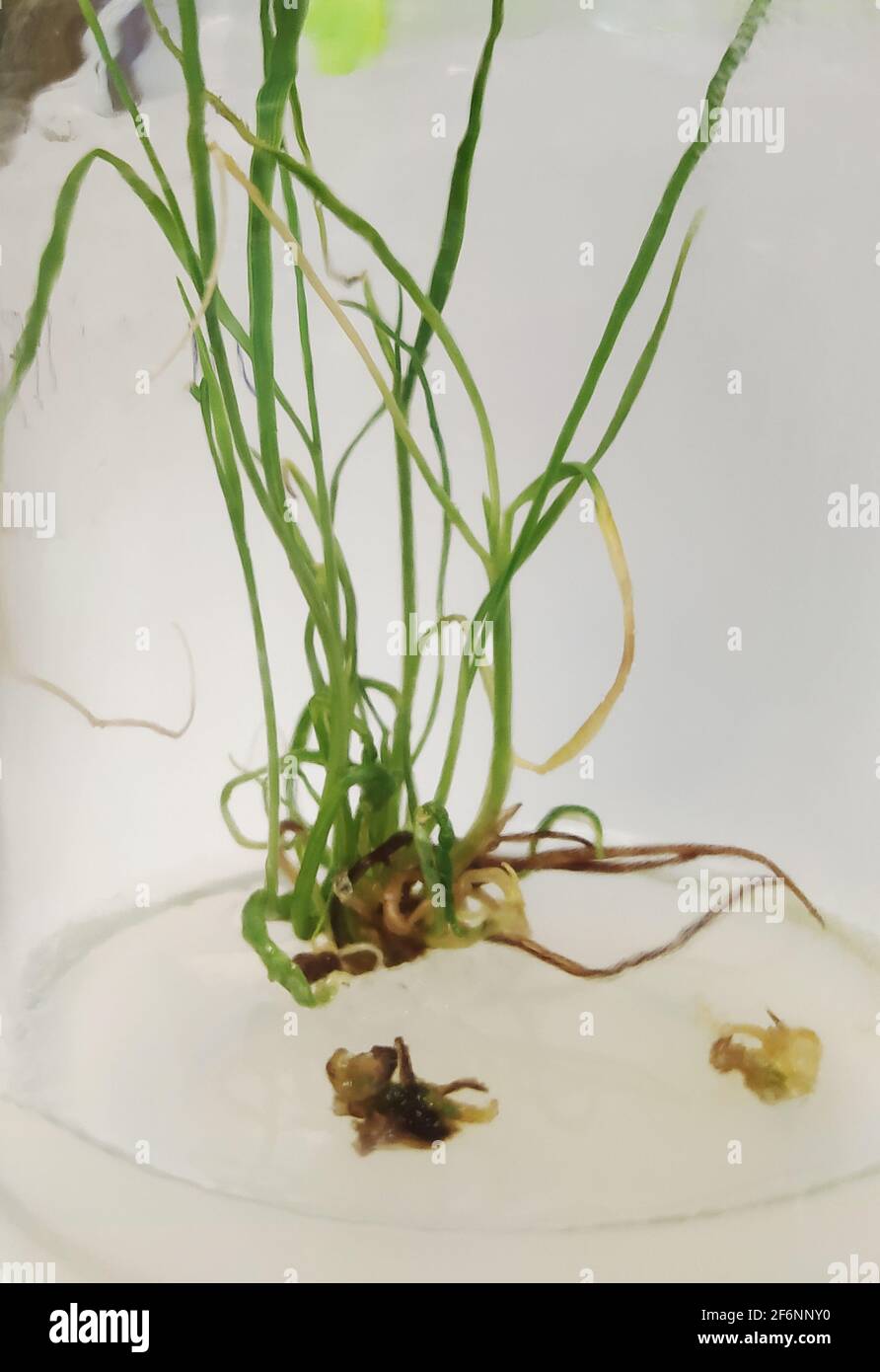 Aquatic plant lab hi-res stock photography and images - Alamy