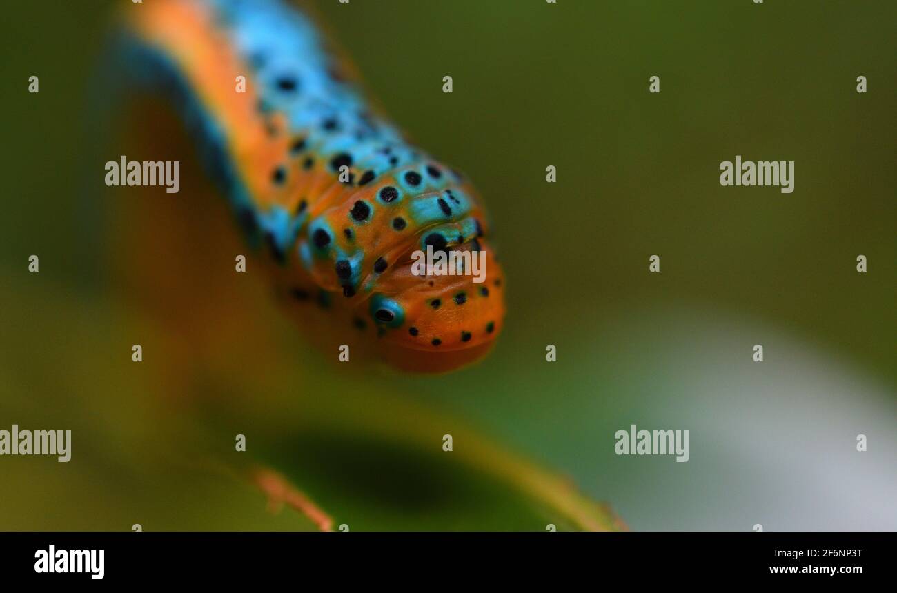 Colorful worm hi-res stock photography and images - Alamy