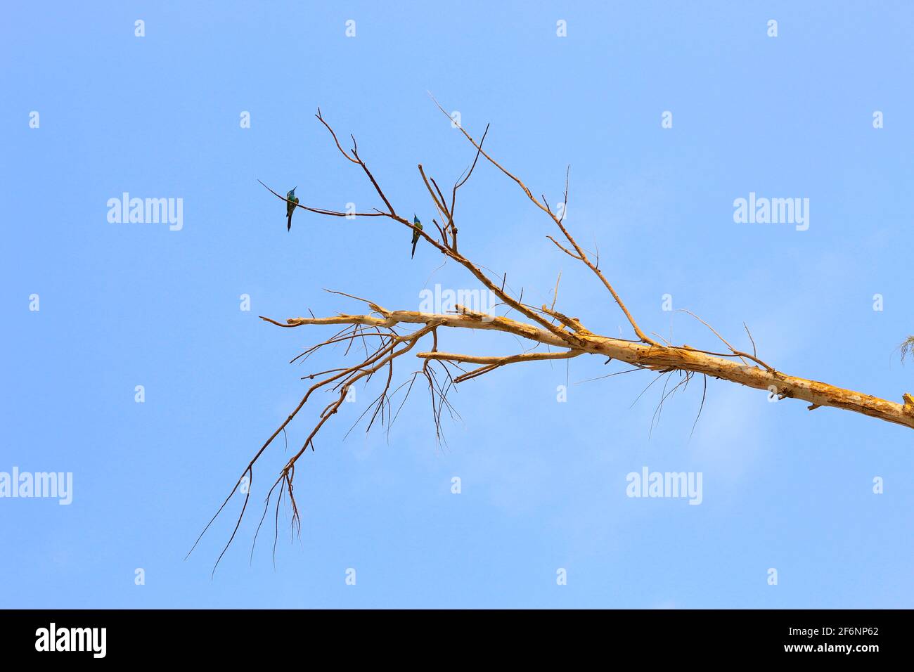 birds on tree branch Stock Photo - Alamy