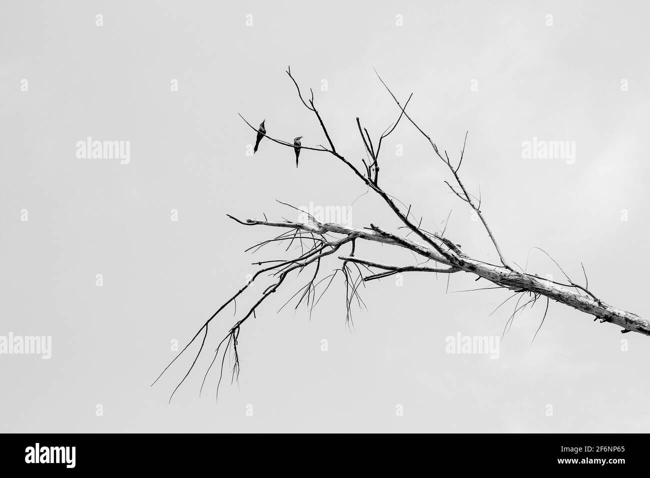 birds on tree branch Stock Photo - Alamy
