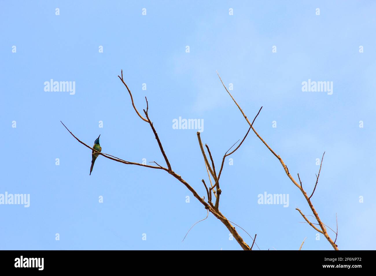 birds on tree branch Stock Photo - Alamy