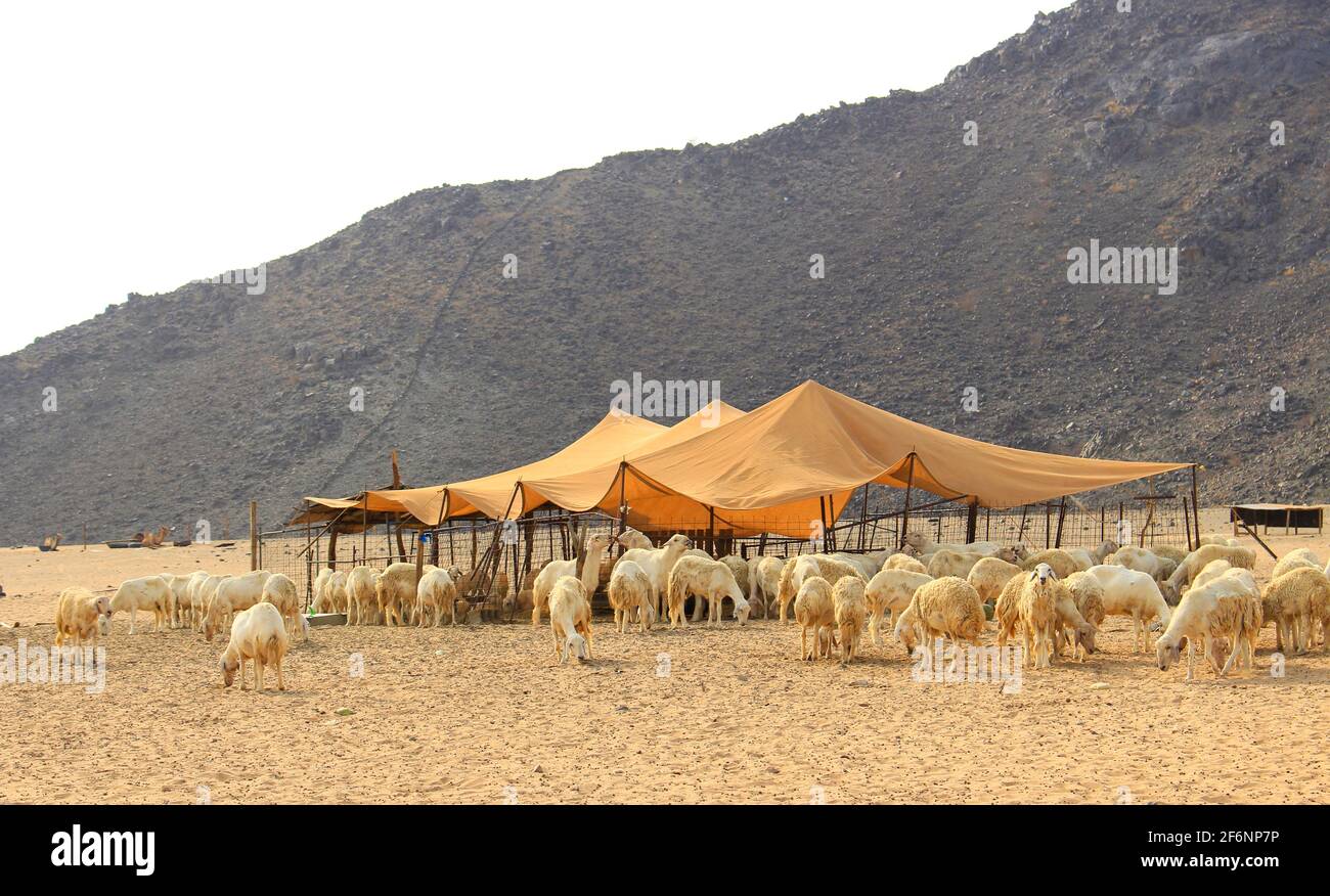 Goat Farm Desert Saudi Arabia Stock Photo - Alamy