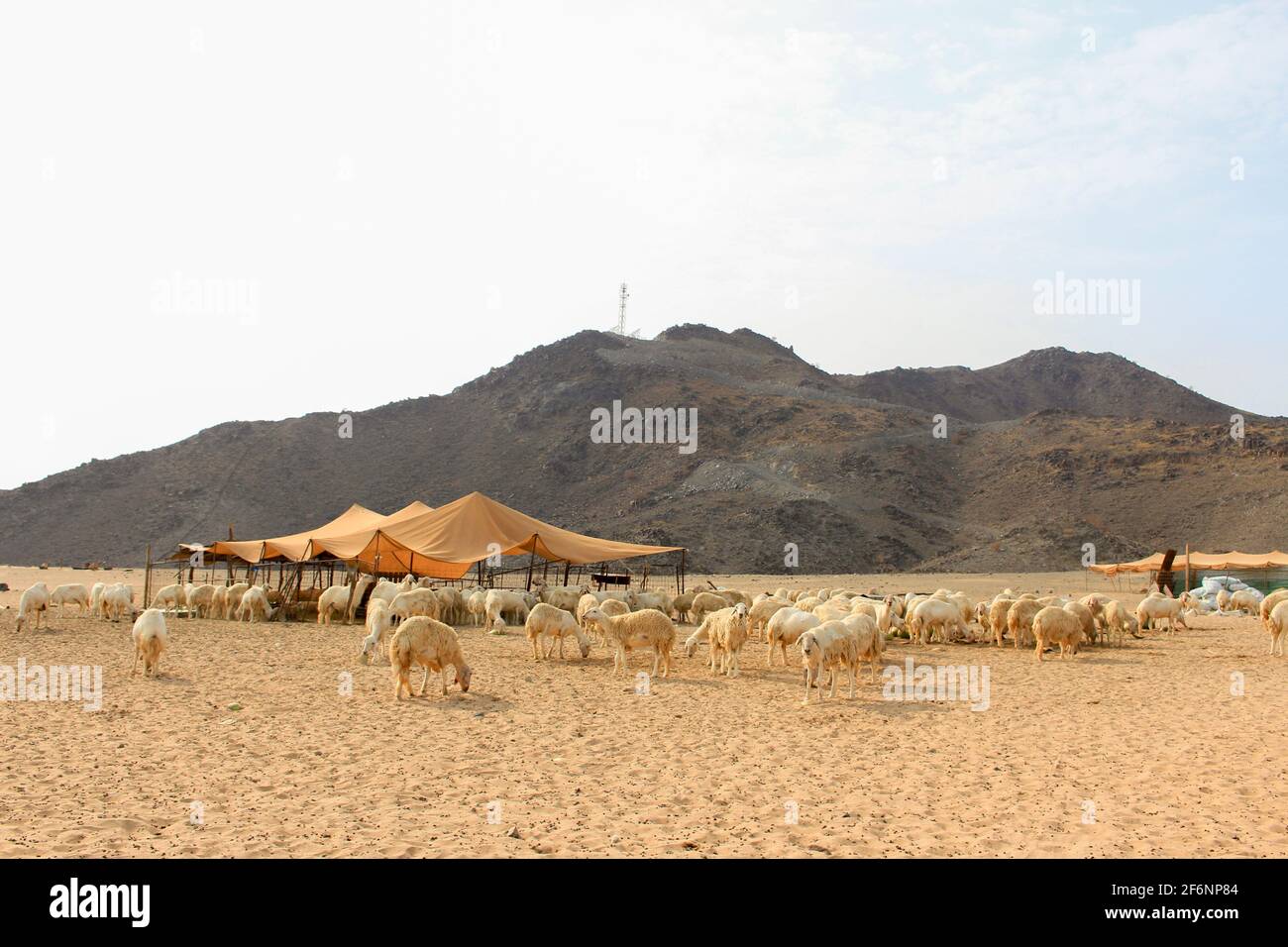 Goat Farm Desert Saudi Arabia Stock Photo - Alamy
