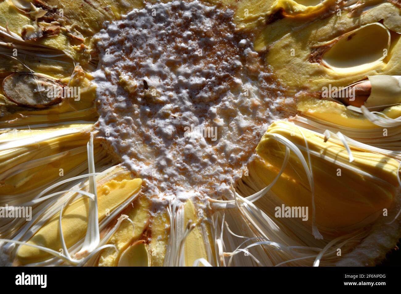 close up of jack fruit gum Stock Photo - Alamy