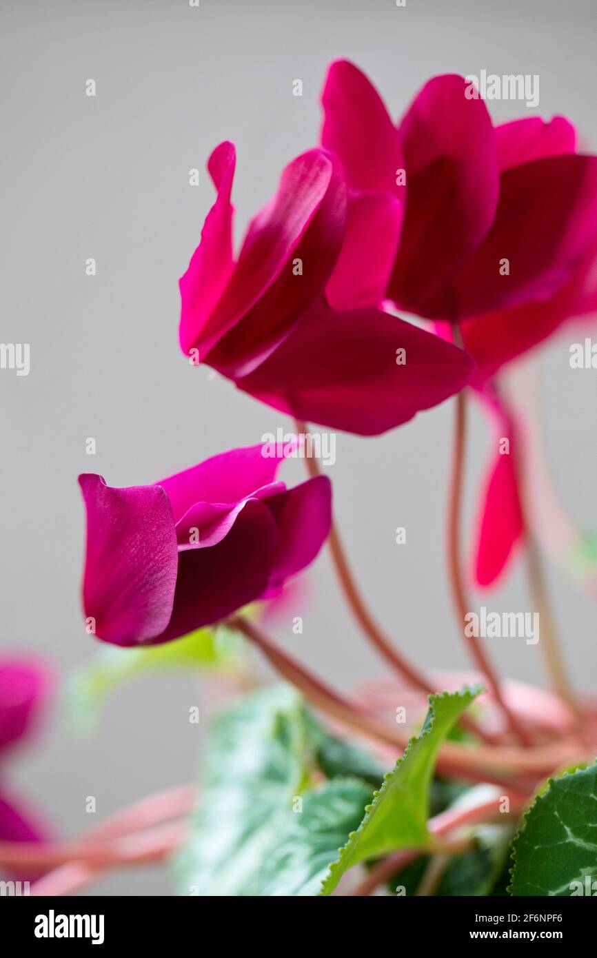 Red and white cyclamen plants hi-res stock photography and images - Alamy