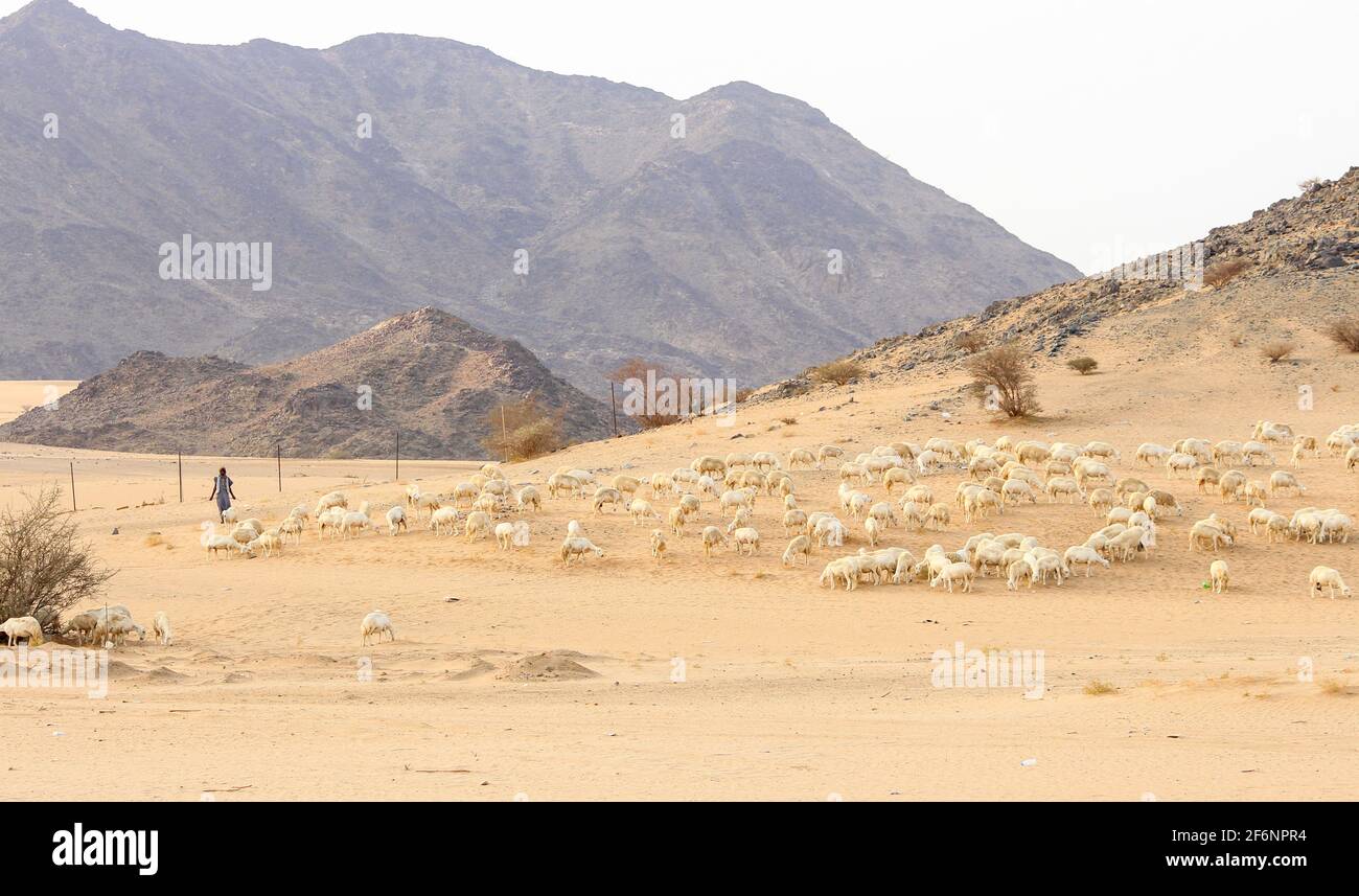 Goat Farm Desert Saudi Arabia Stock Photo - Alamy