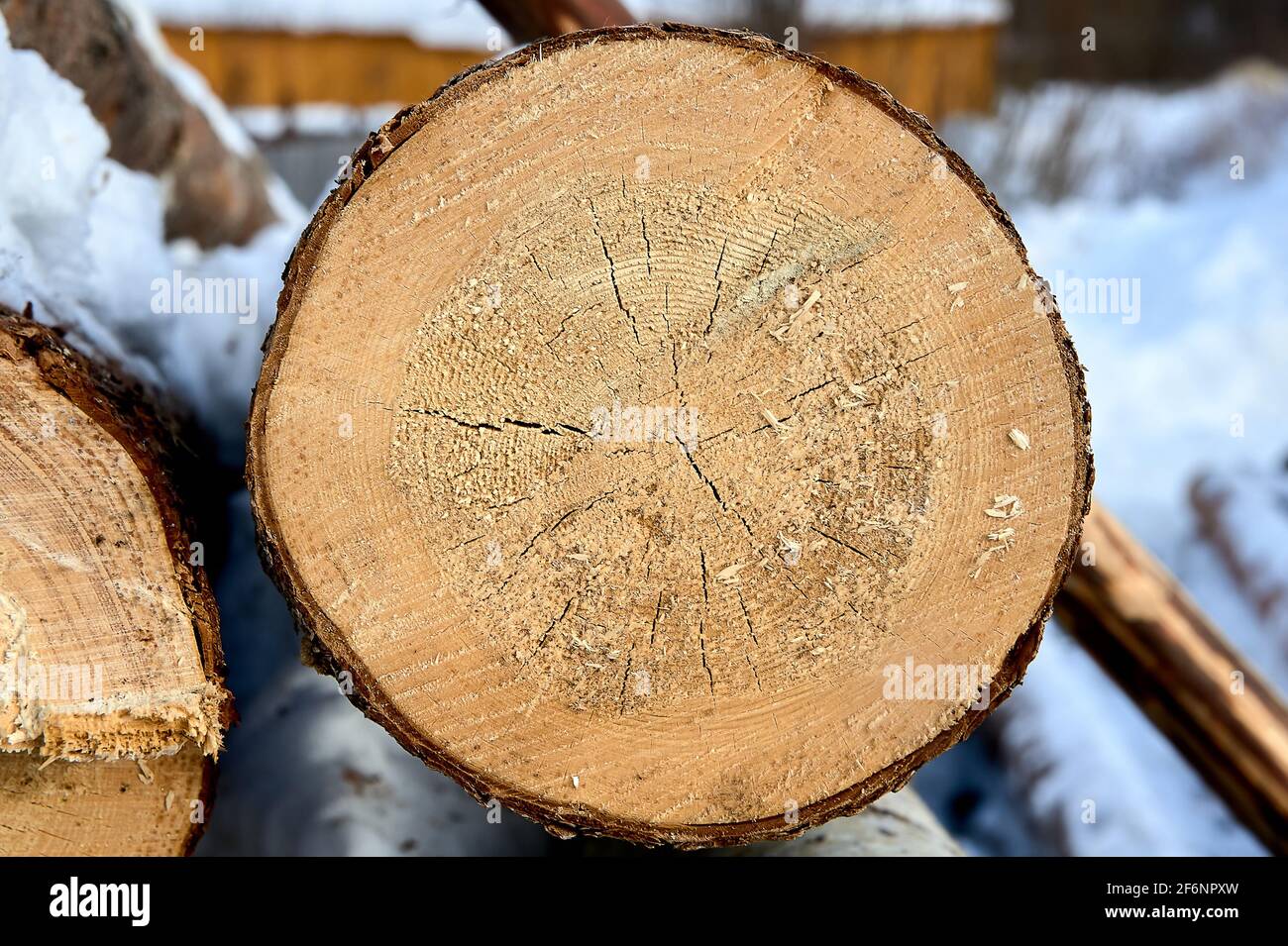 Tree cross section hi-res stock photography and images - Alamy