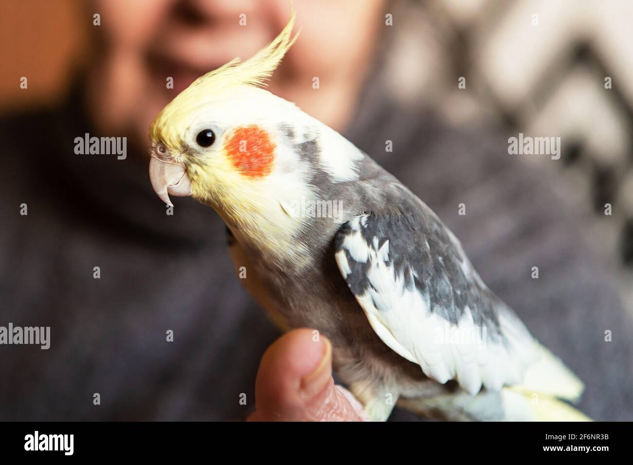Cockatiel hand hi-res stock photography and images - Alamy
