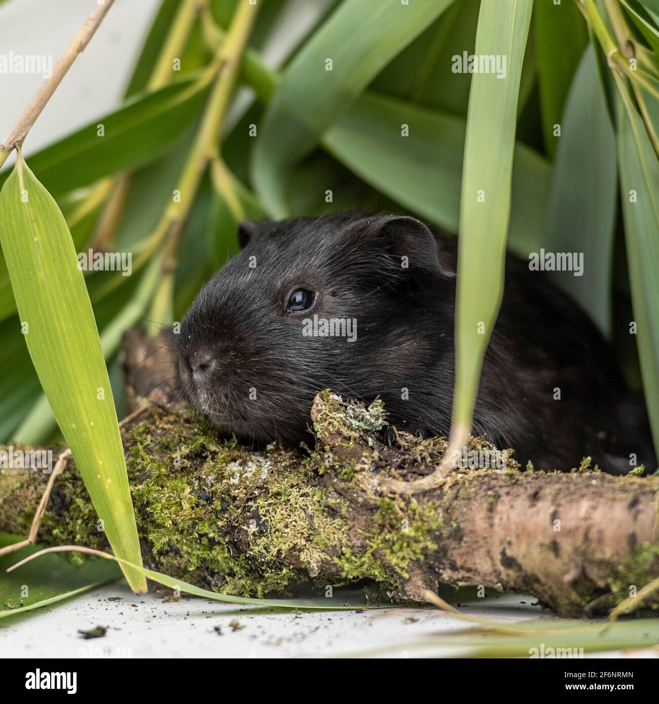 Black guinea pig hi-res stock photography and images - Alamy