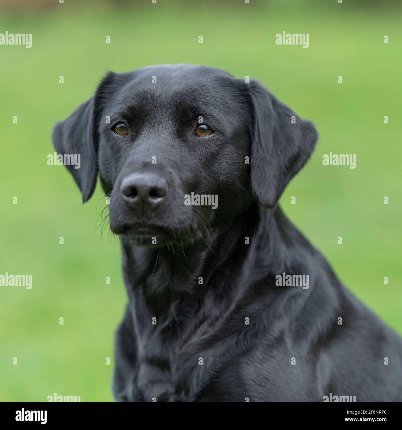 Labrador Side Profile High Resolution Stock Photography and Images - Alamy