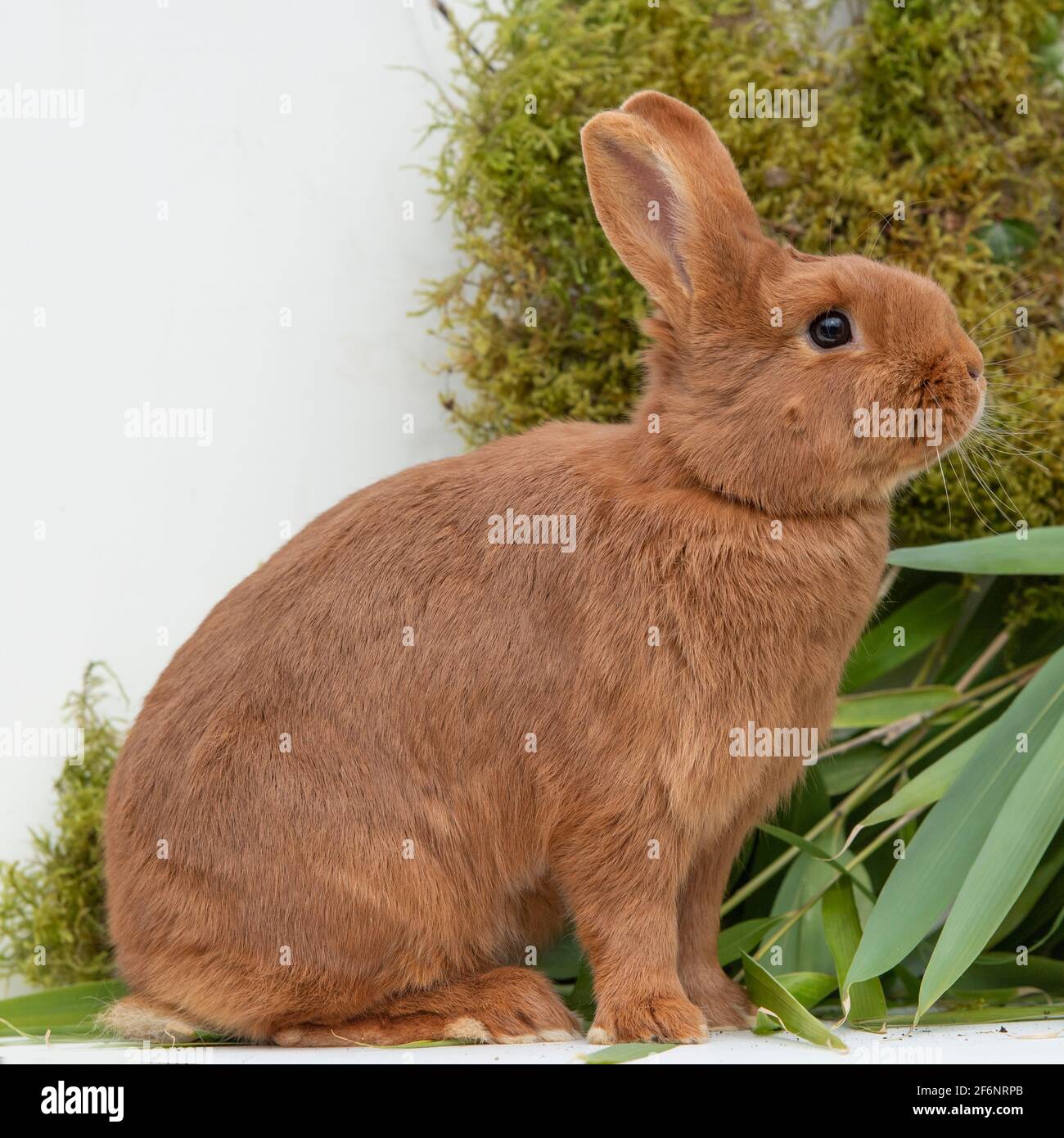 Rabbit side view hi-res stock photography and images - Alamy