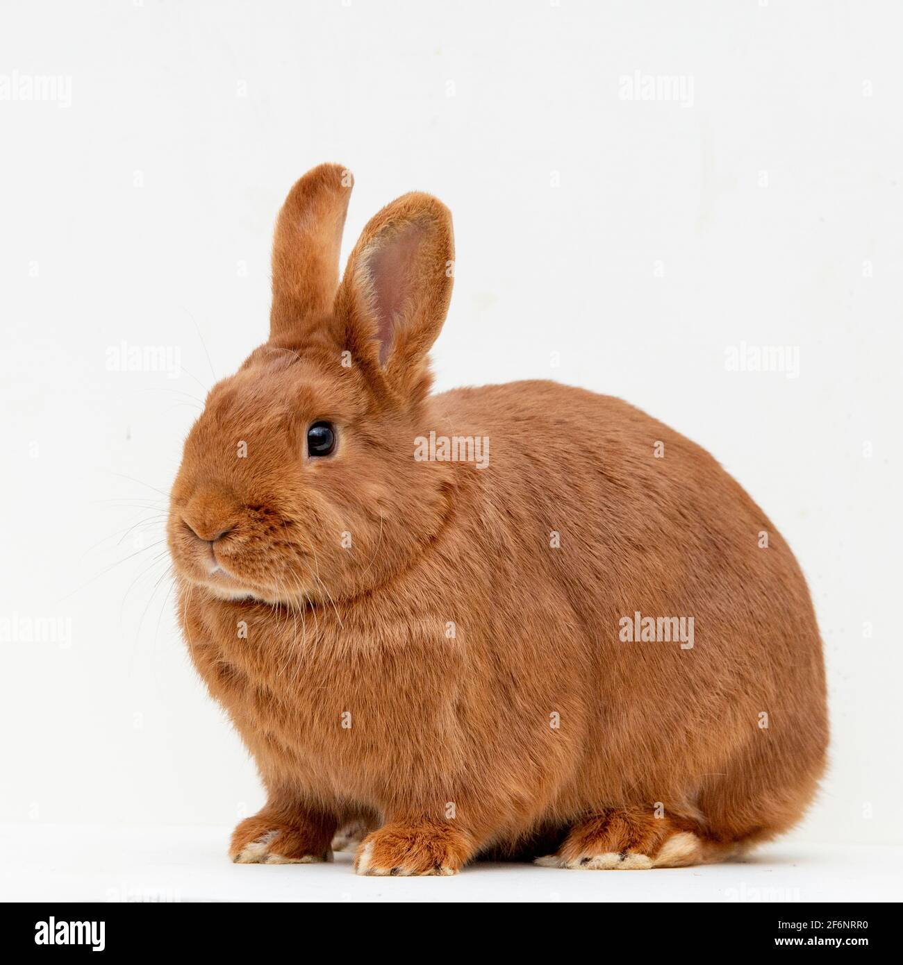 Rabbit cut out hi-res stock photography and images - Alamy