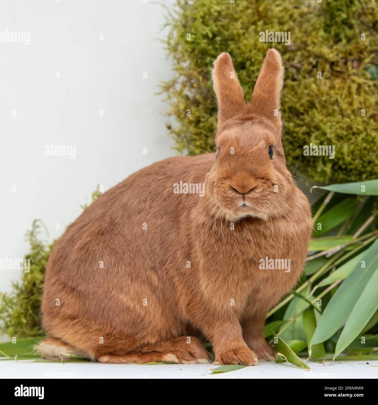 Thrianta rabbit hi-res stock photography and images - Alamy