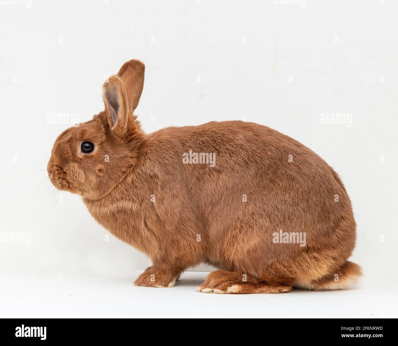 Rabbit profile hi-res stock photography and images - Alamy
