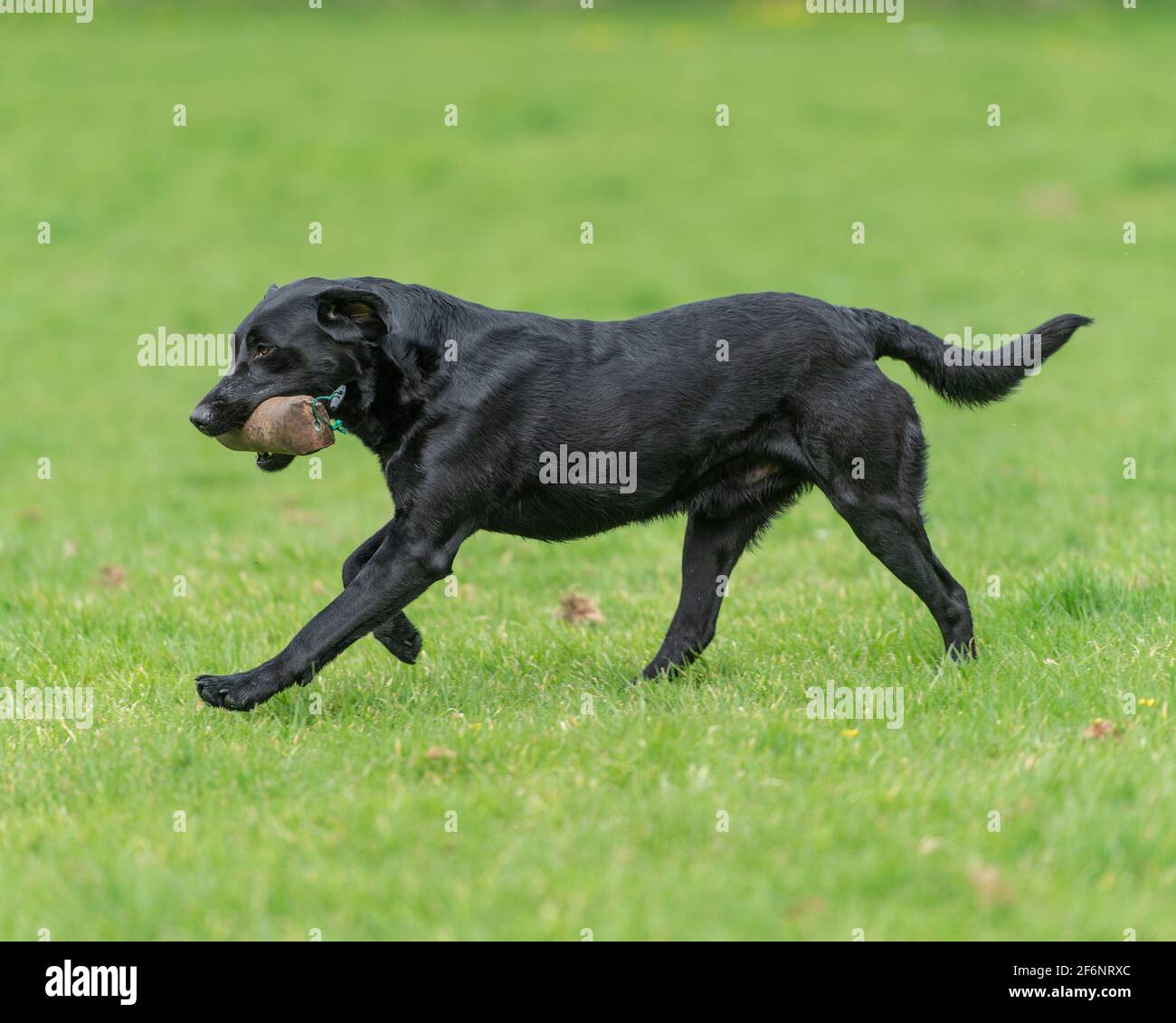 Labrador retriever black side profile hi-res stock photography and ...