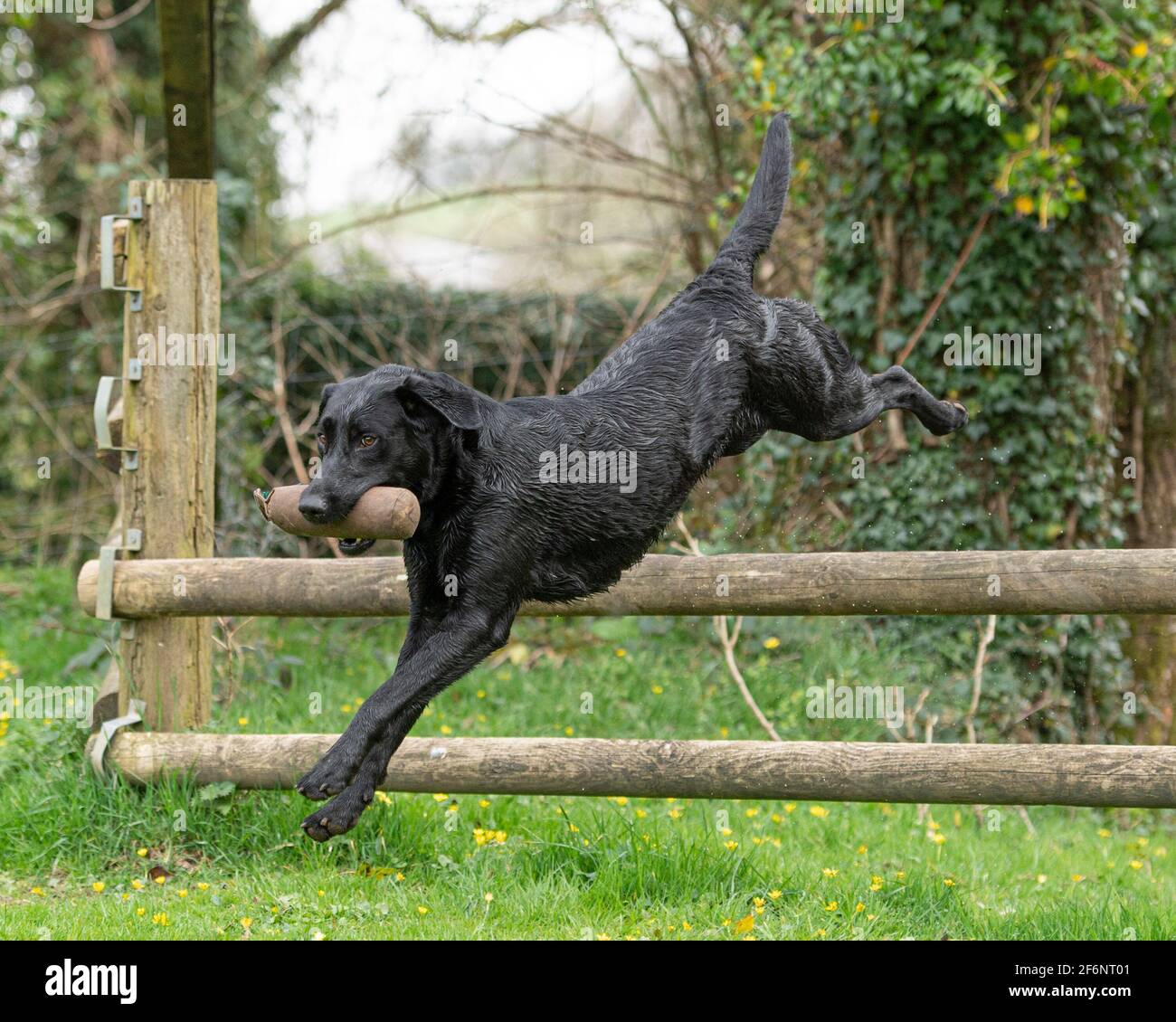 Black labrador dog jumping fence hi-res stock photography and images ...