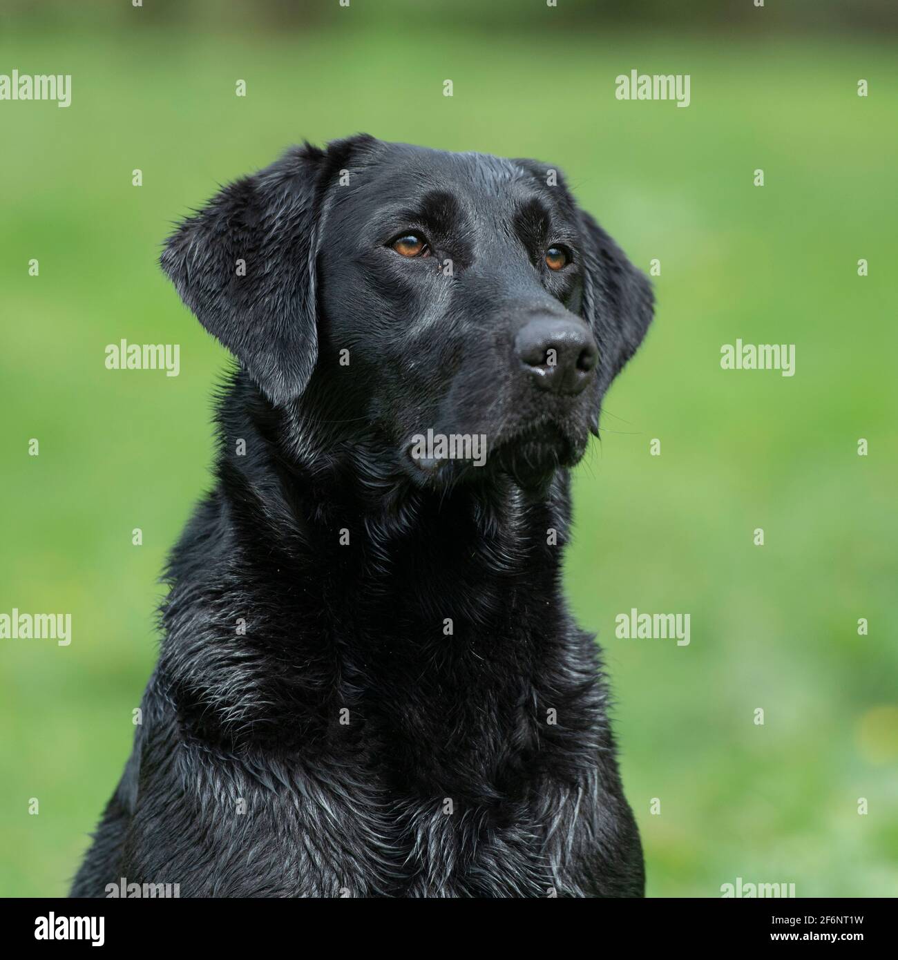 Black labrador retriever dog Stock Photo - Alamy