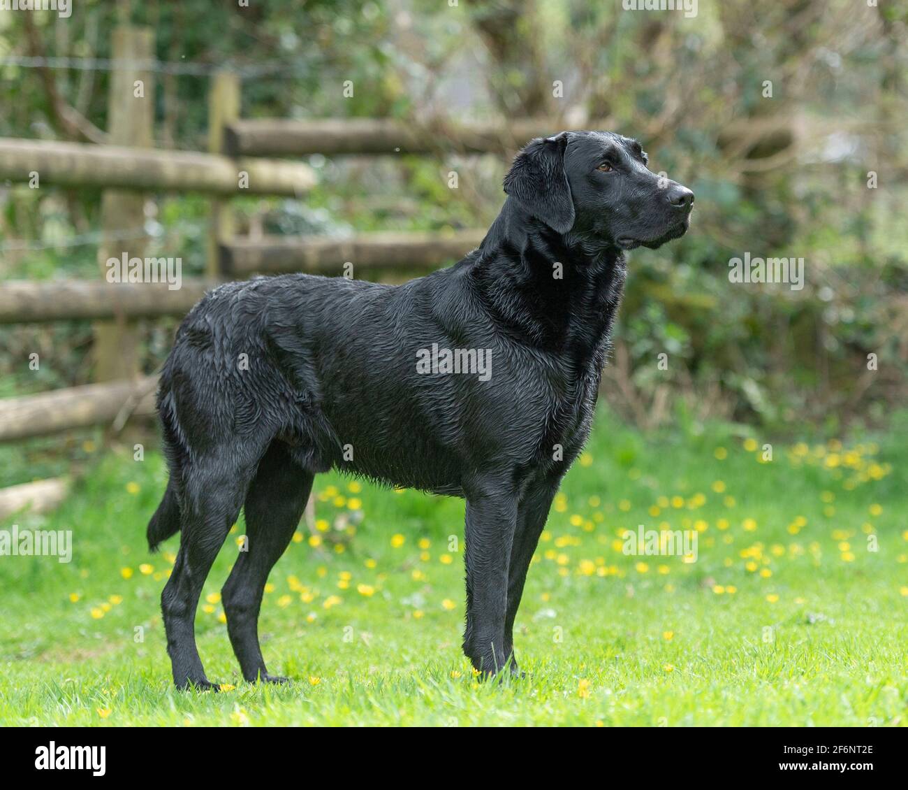 Labrador retriever black side profile hi-res stock photography and ...