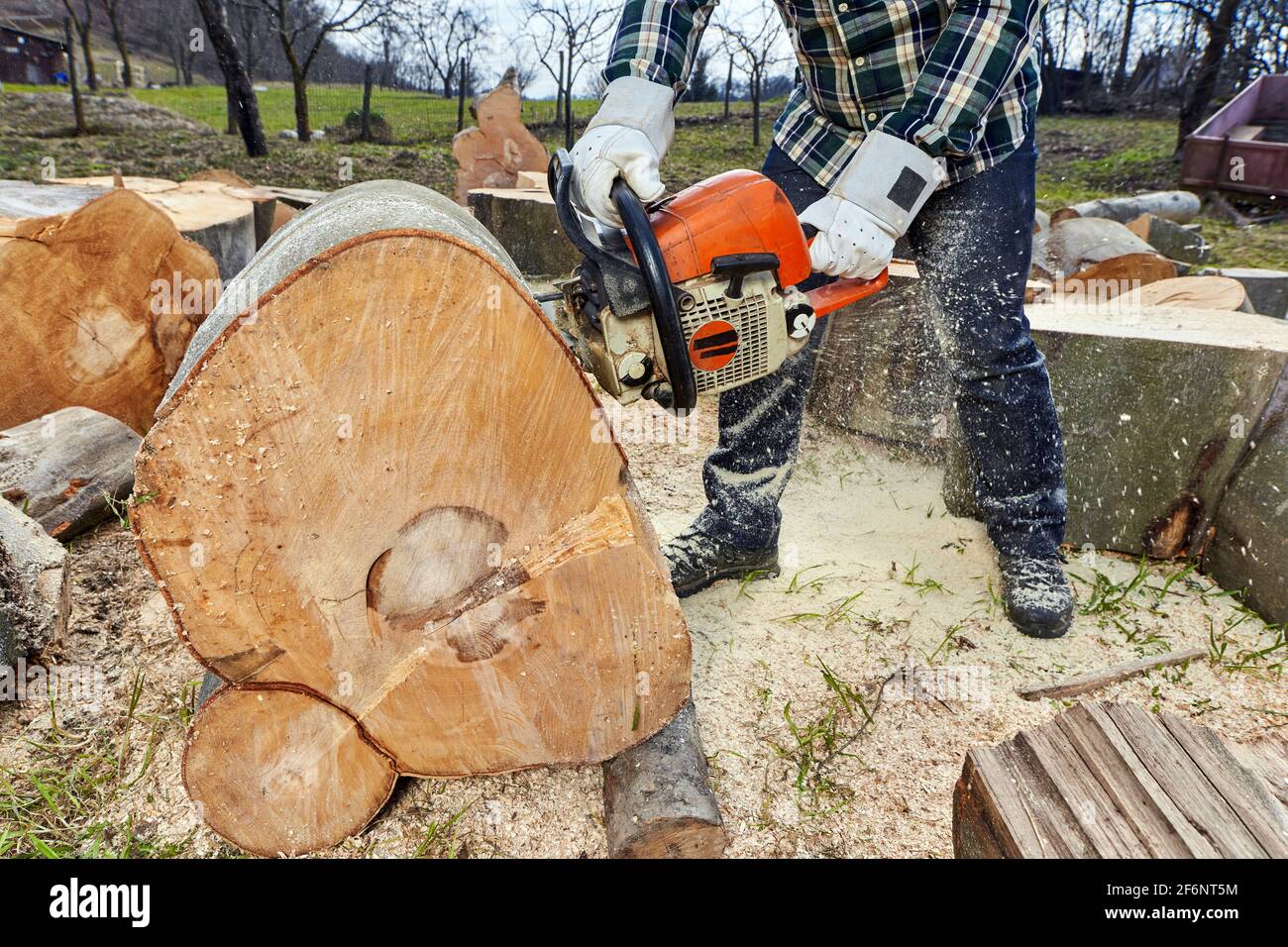 Logger cutting big tree hi-res stock photography and images - Alamy