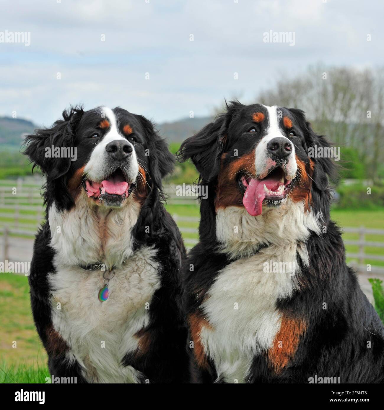 Bernese hi-res stock photography and images - Alamy